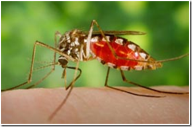 ARTHROPOD BORNE VIRUS ENCEPHALITIS | studynursing